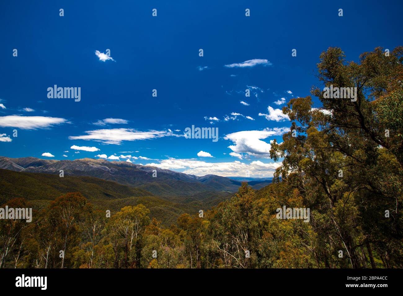 Australian forest hi-res stock photography and images - Alamy