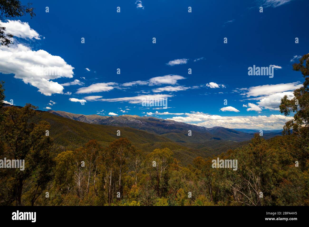 Australian forest hi-res stock photography and images - Alamy