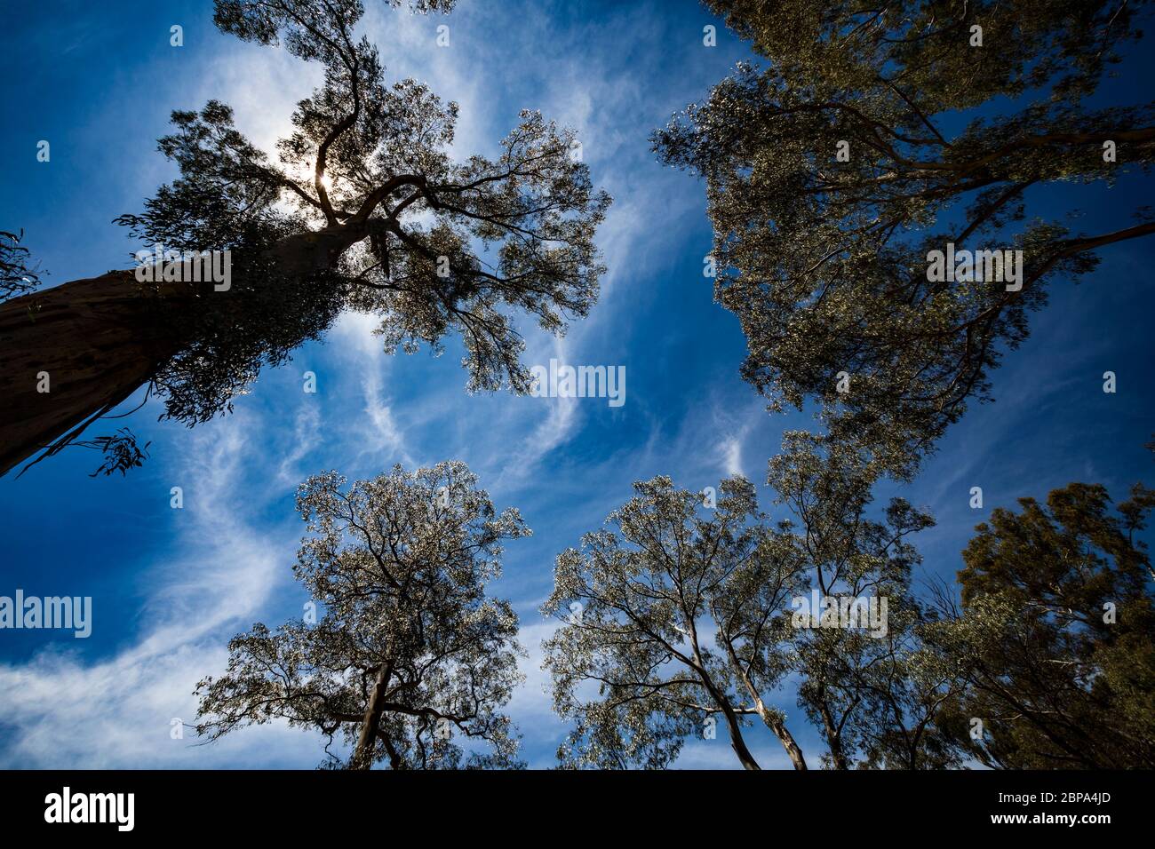 Australian forest hi-res stock photography and images - Alamy