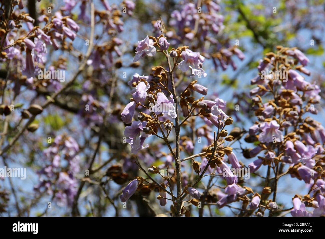 Purple bell shaped flowers hi-res stock photography and images - Alamy