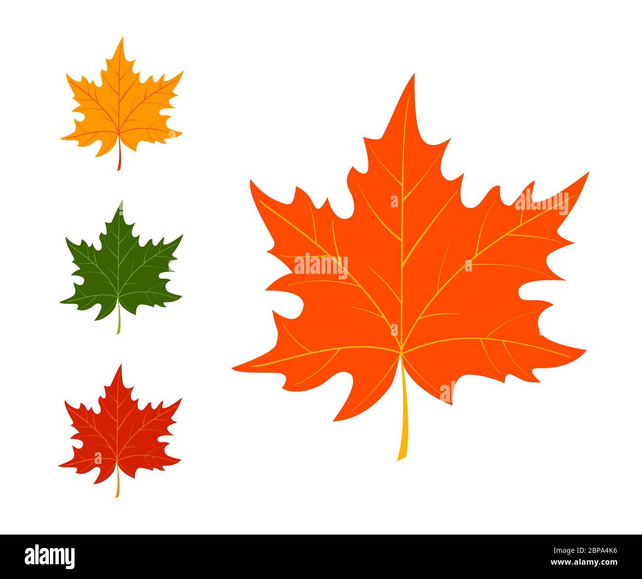 Set Of Autumn Leaves On White Background Vector Illustration Stock