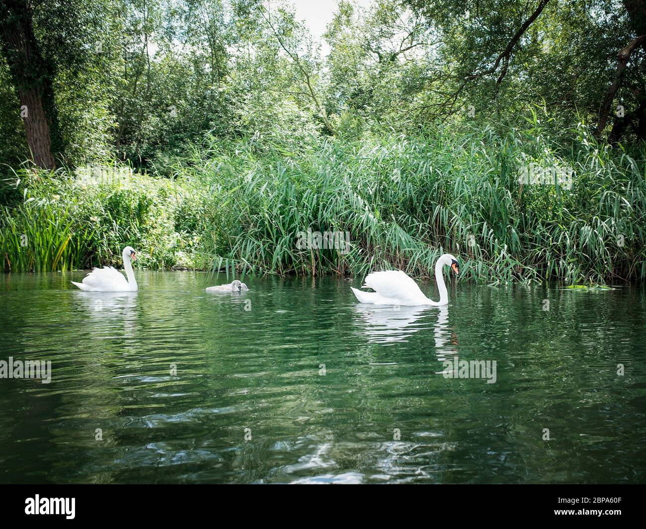 Swans river thames hi-res stock photography and images - Alamy