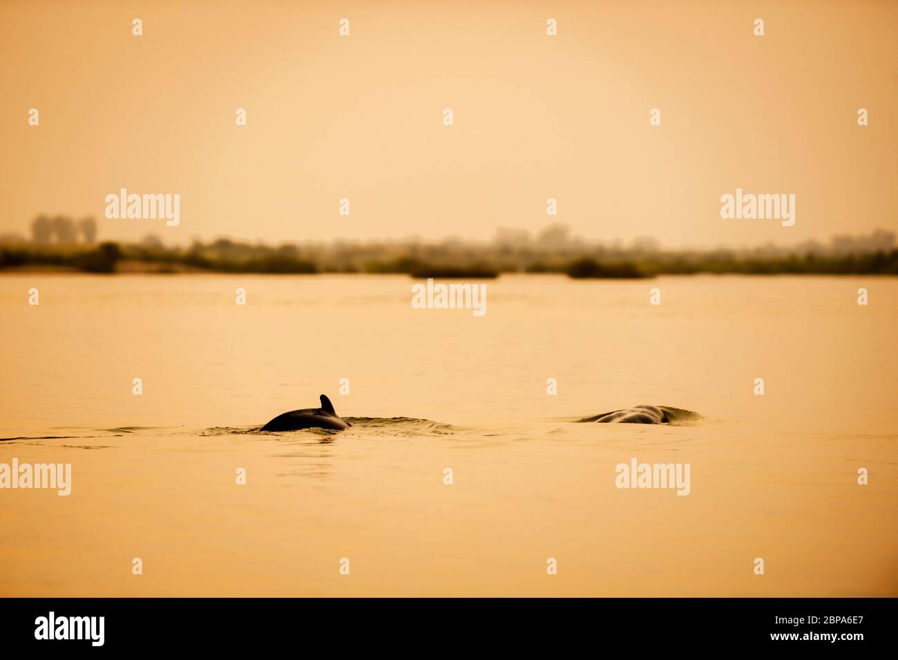 Irrawaddy dolphins cambodia hi-res stock photography and images - Alamy