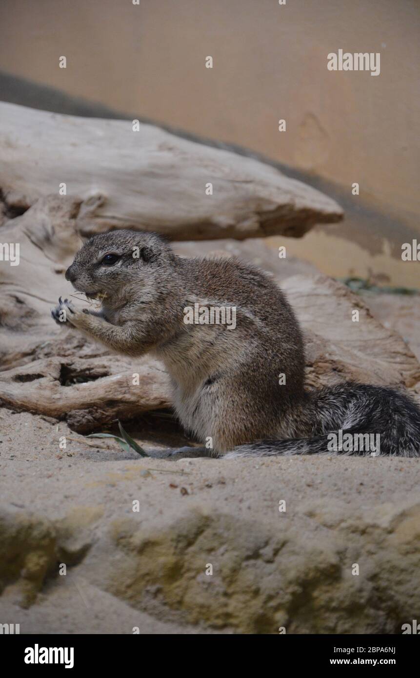 Ground squirrel standing on sand Stock Photo - Alamy