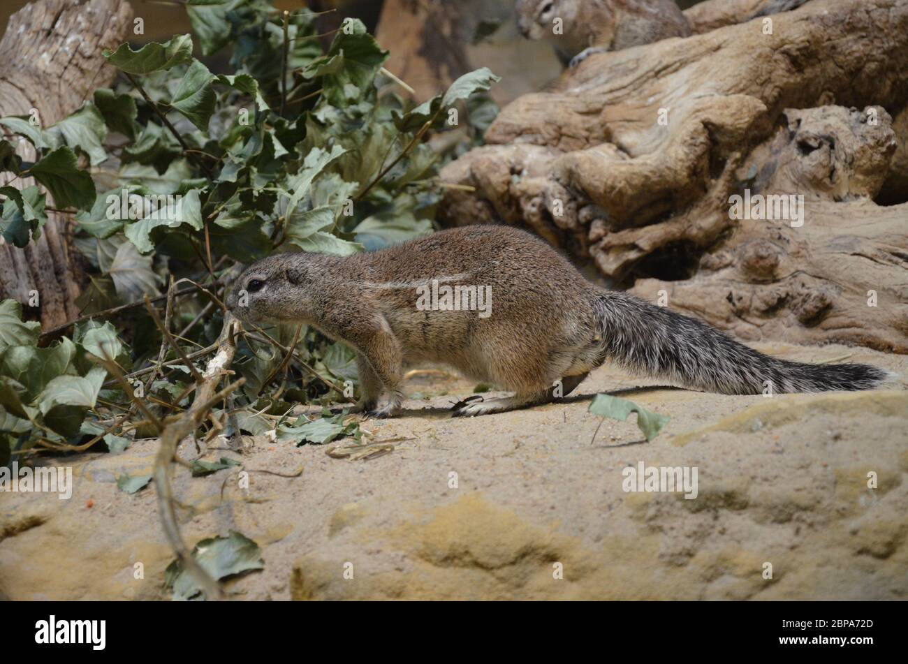 Ground squirrel standing on sand Stock Photo - Alamy