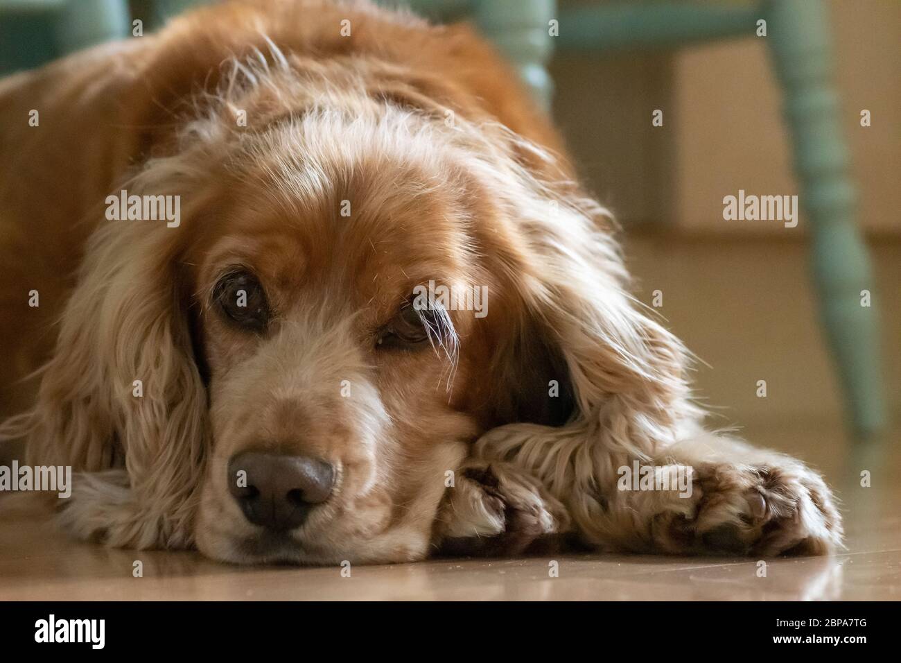 Laying the floor hi-res stock photography and images - Alamy
