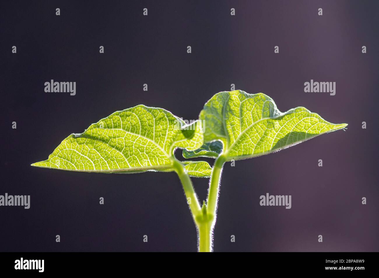 French bean plant hi-res stock photography and images - Alamy
