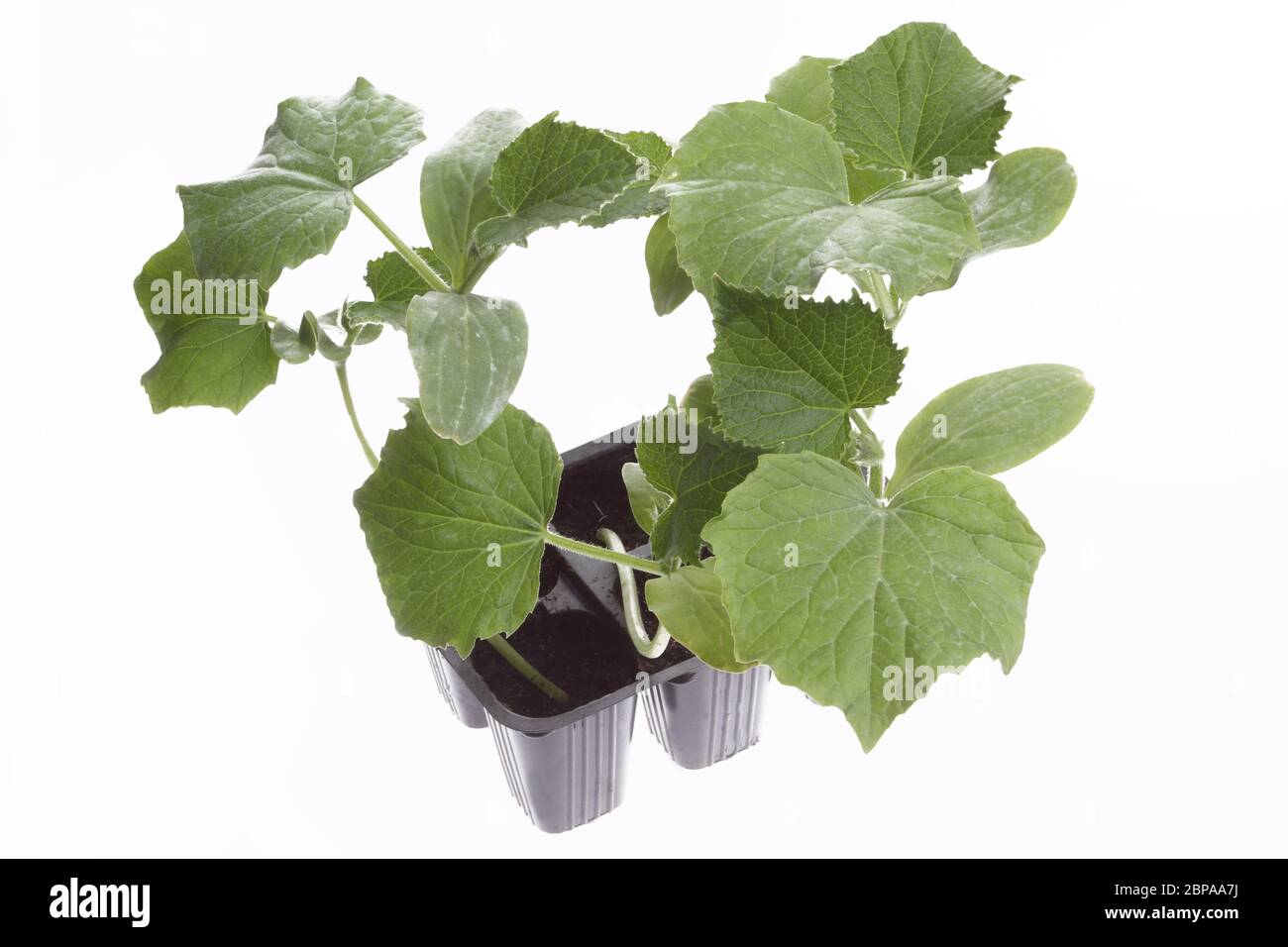 agriculture and hobby: nursery courgette seedlings ready to be planted ...