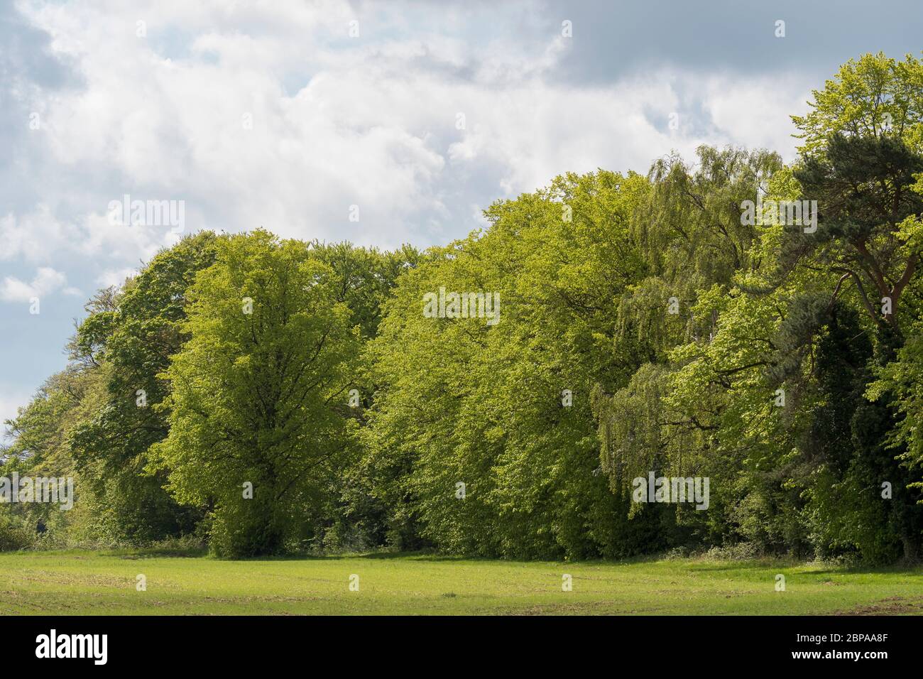 Trees on field edge Stock Photo - Alamy