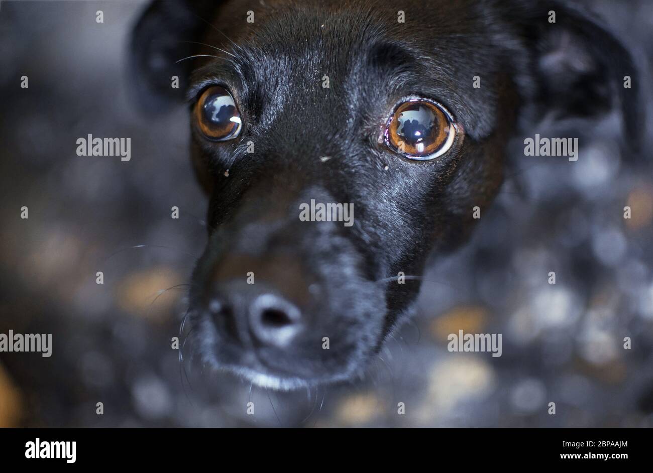 Scared dog hiding hi-res stock photography and images - Alamy