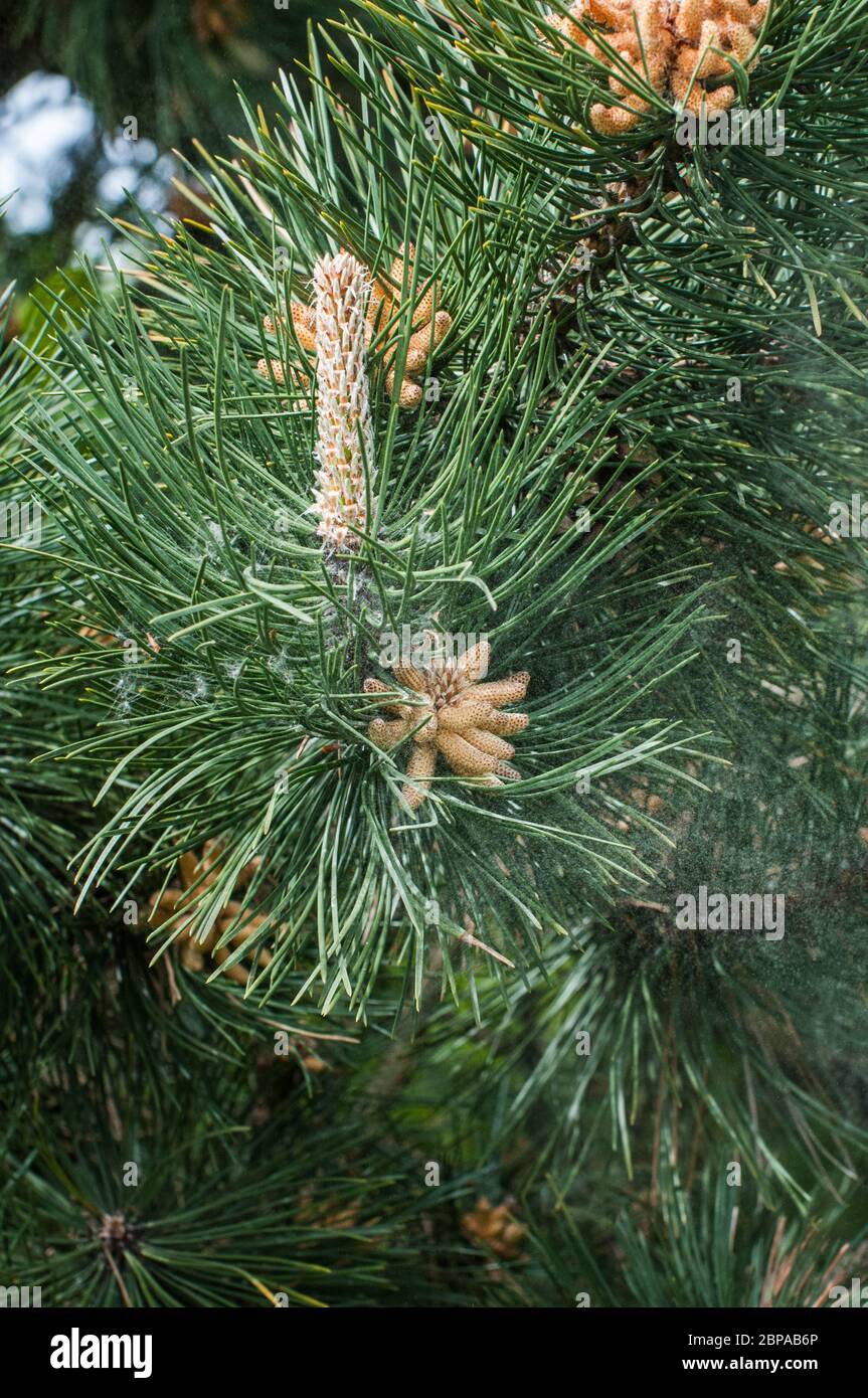 Around the UK - Pollen falling from the flowers of a Black Pine Tree ...