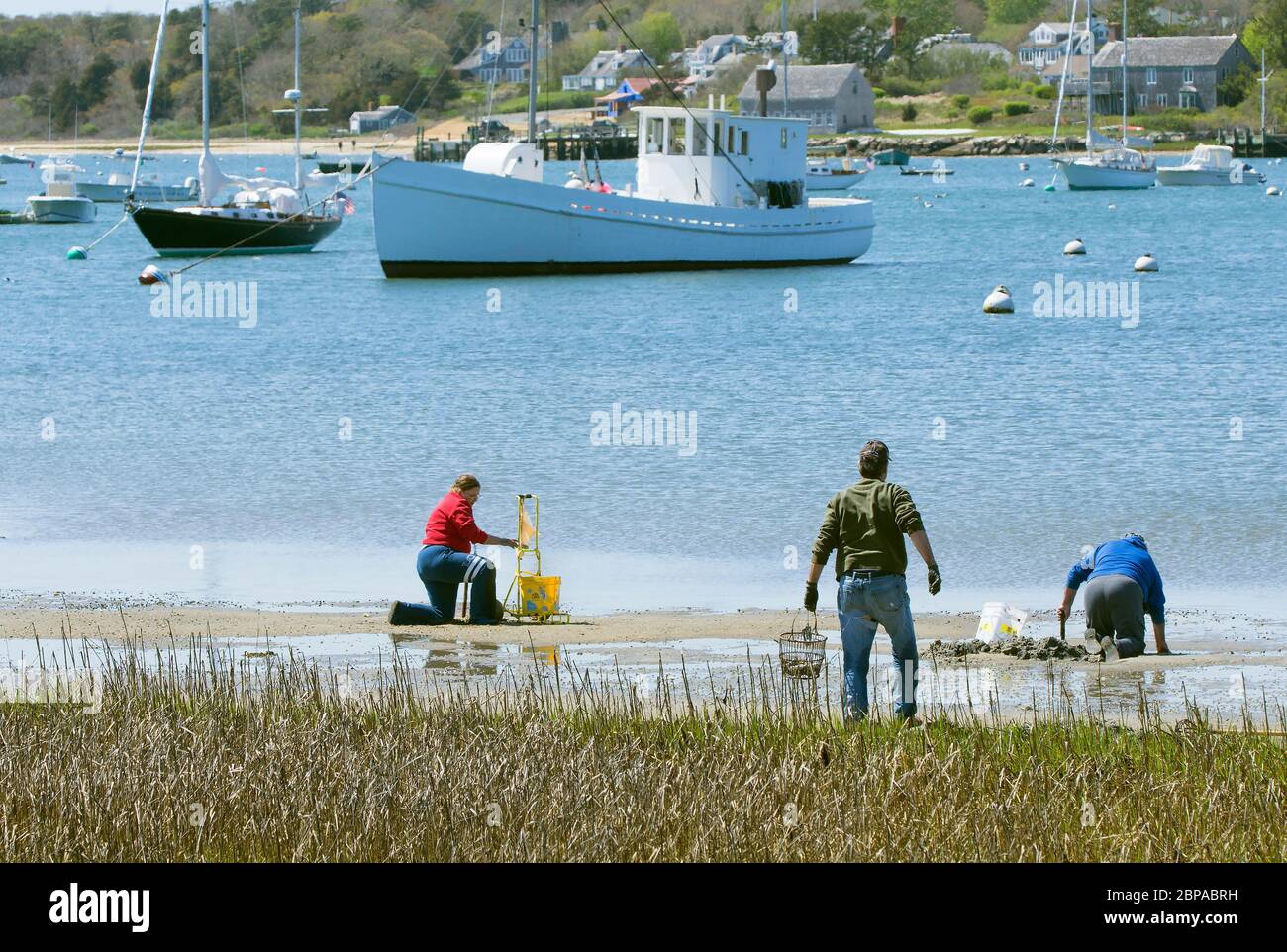 Clamming at Stage Harbor in Chatham, Massachusetts on Cape Cod, USA ...