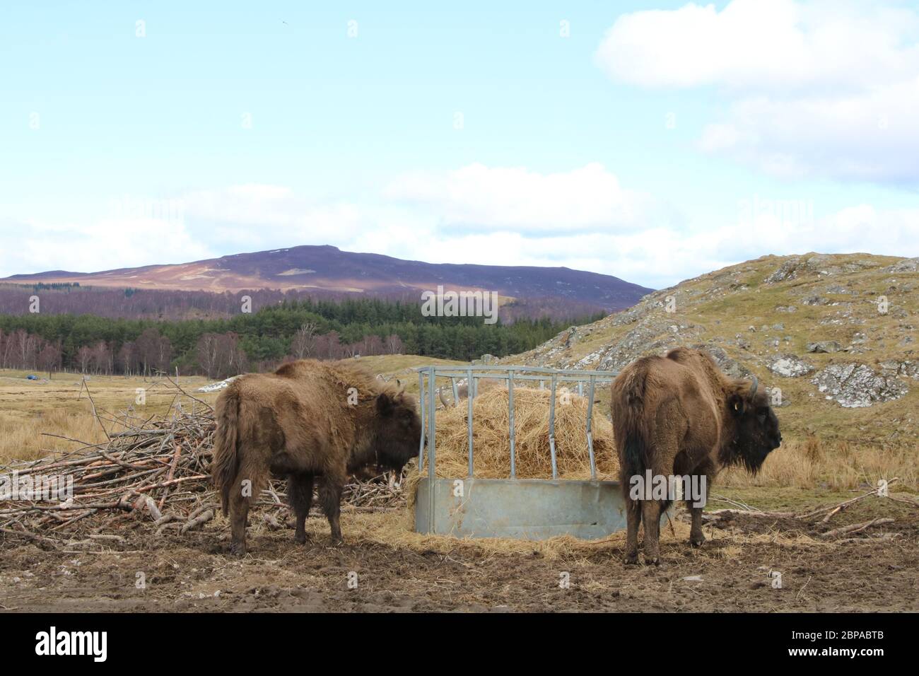 Two European Bison feeding on Hay at the Highland Wildlife Park ...