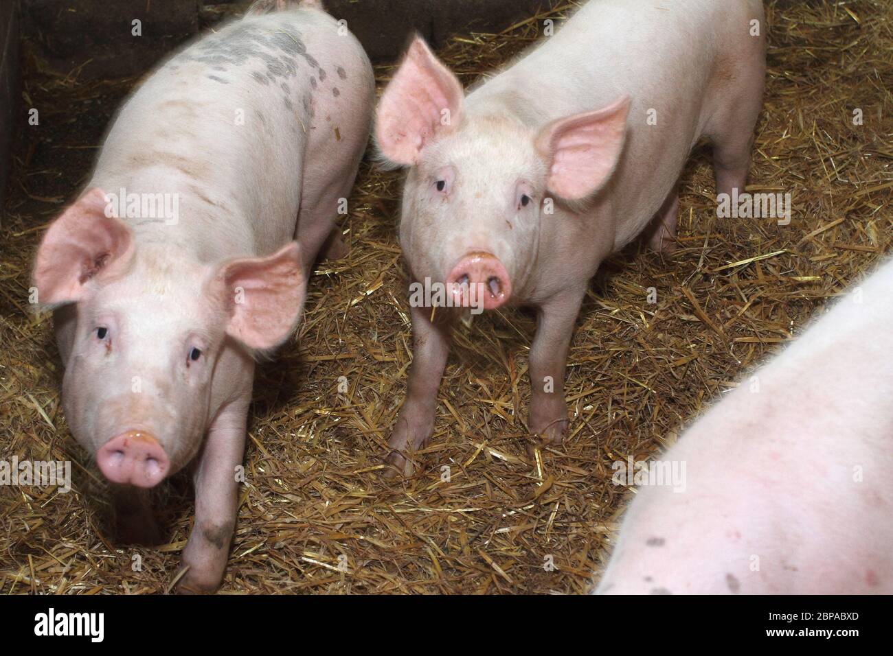 cattle breeding: pink pigs Stock Photo - Alamy
