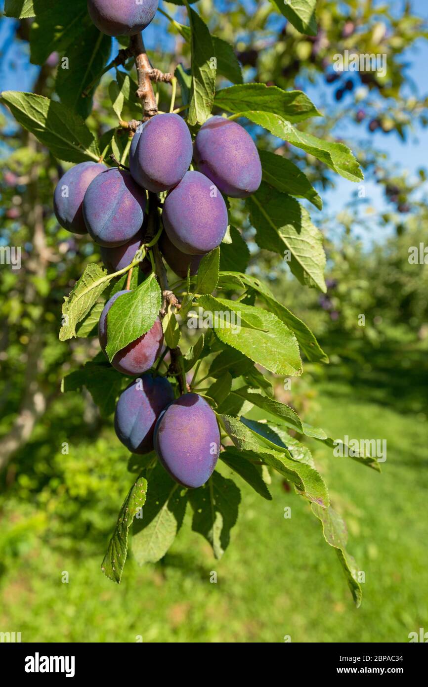 Farm orchard hi-res stock photography and images - Alamy