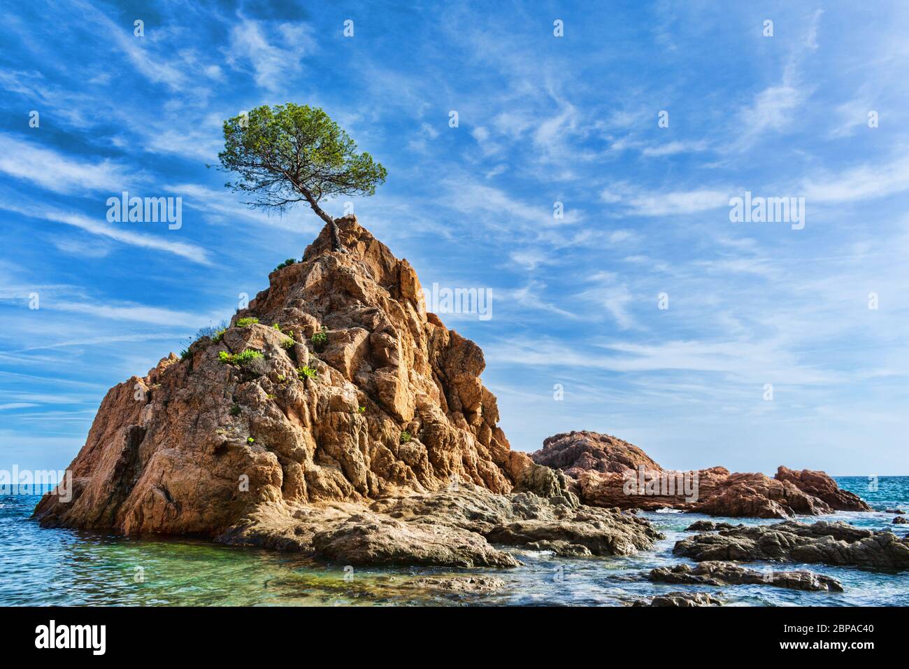 Lone tree standing on a top of sea rock with beautiful sky Stock Photo ...
