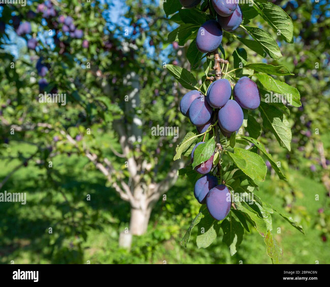 Plum tree farm hi-res stock photography and images - Alamy