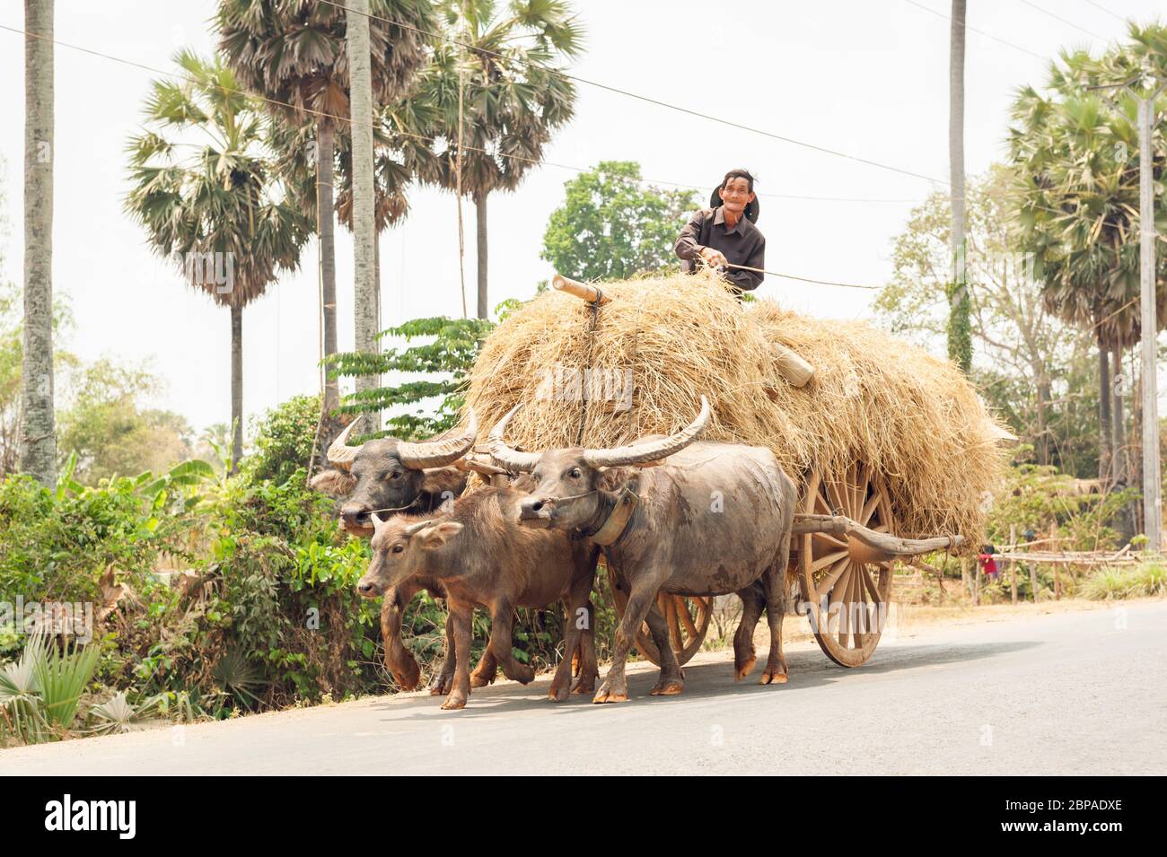 Buffalo pulling cart hi-res stock photography and images - Alamy