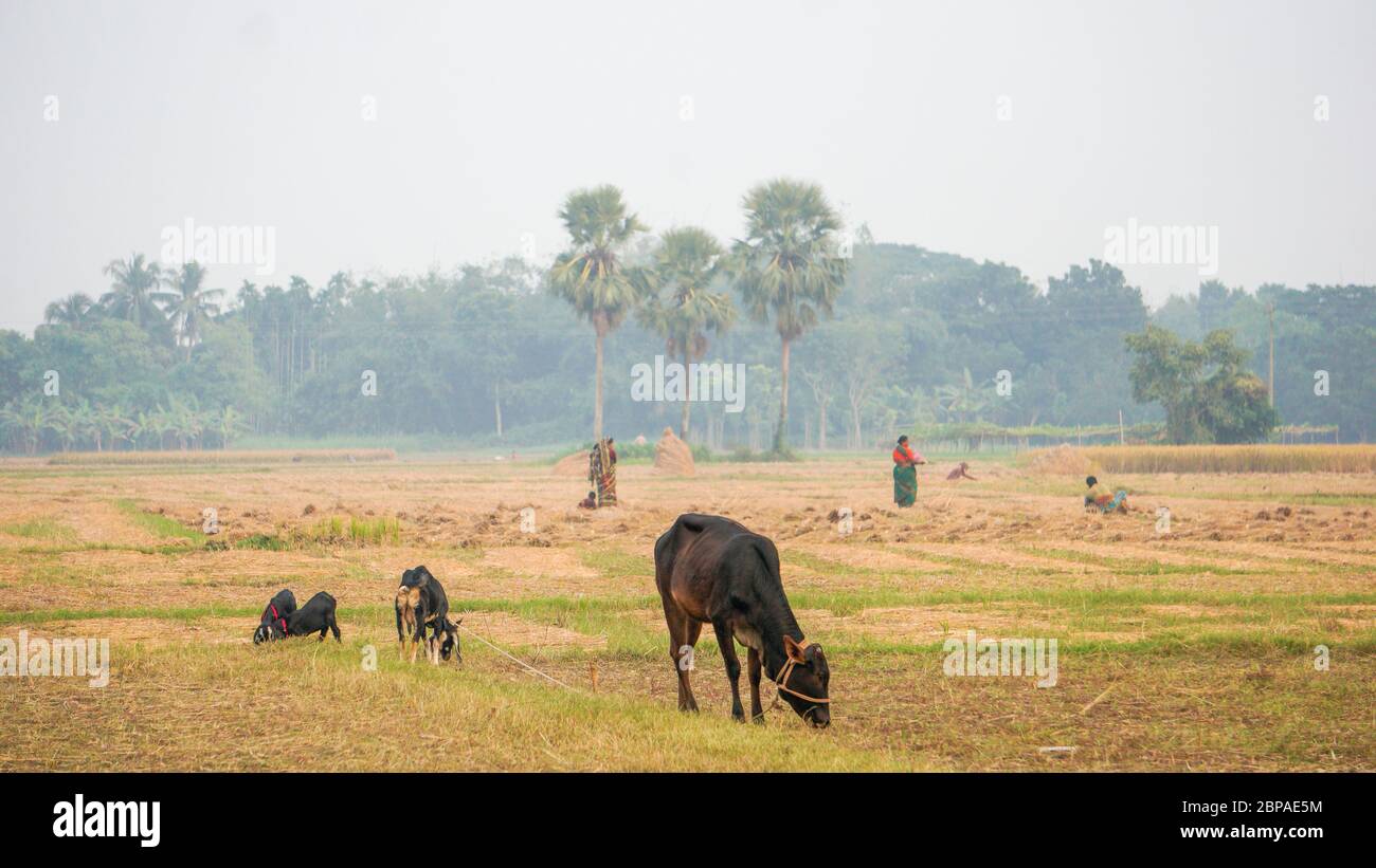 Bangladesh agriculture hi-res stock photography and images - Alamy