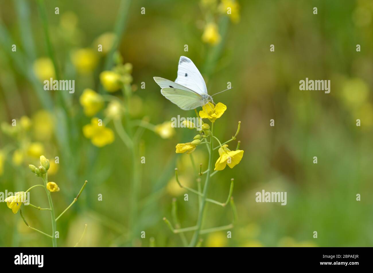 White cabbage butterfly is resting on the yellow flower Stock Photo - Alamy