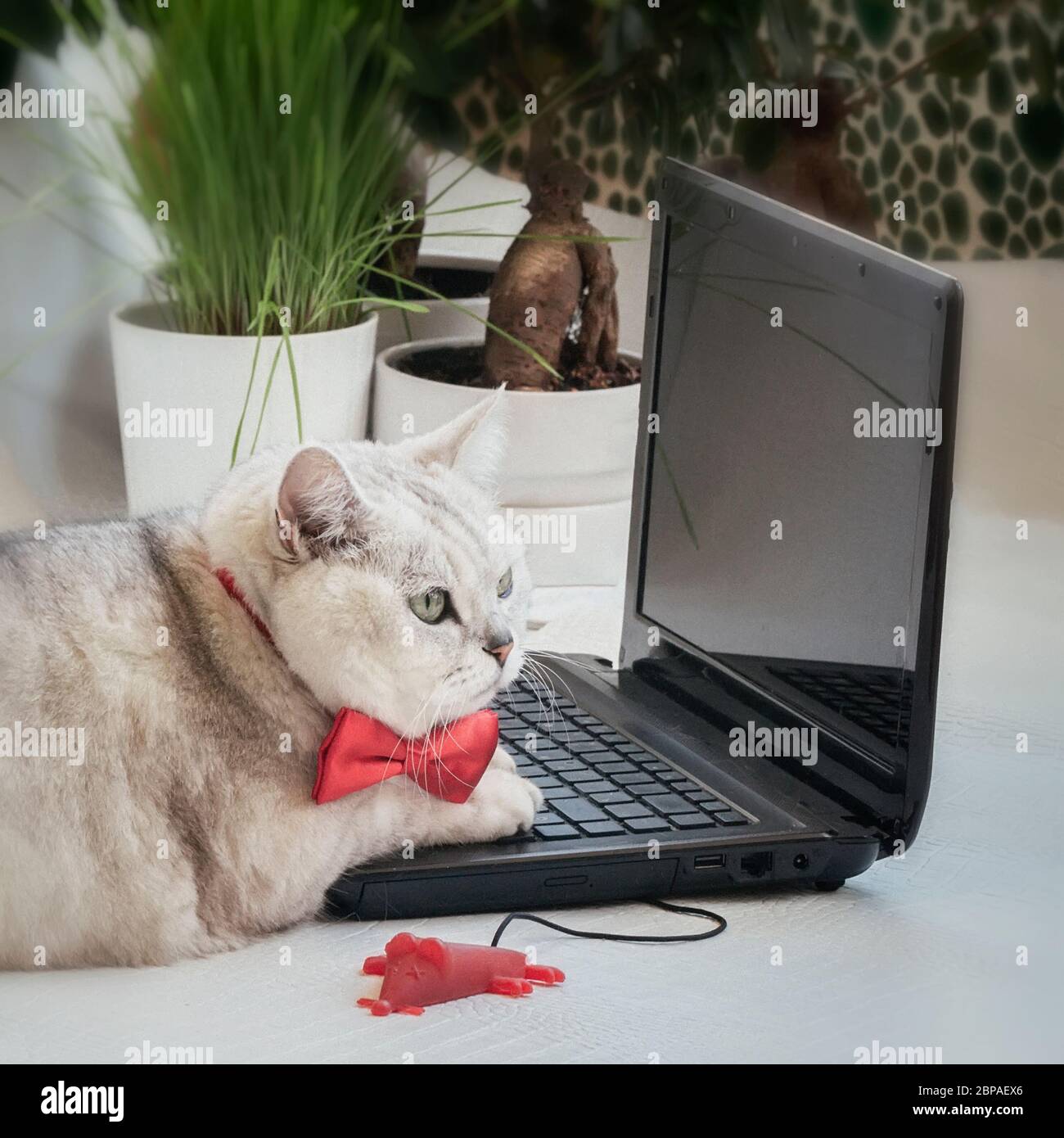 Pensive smart cat in a red bow tie near a laptop and a computer mouse ...