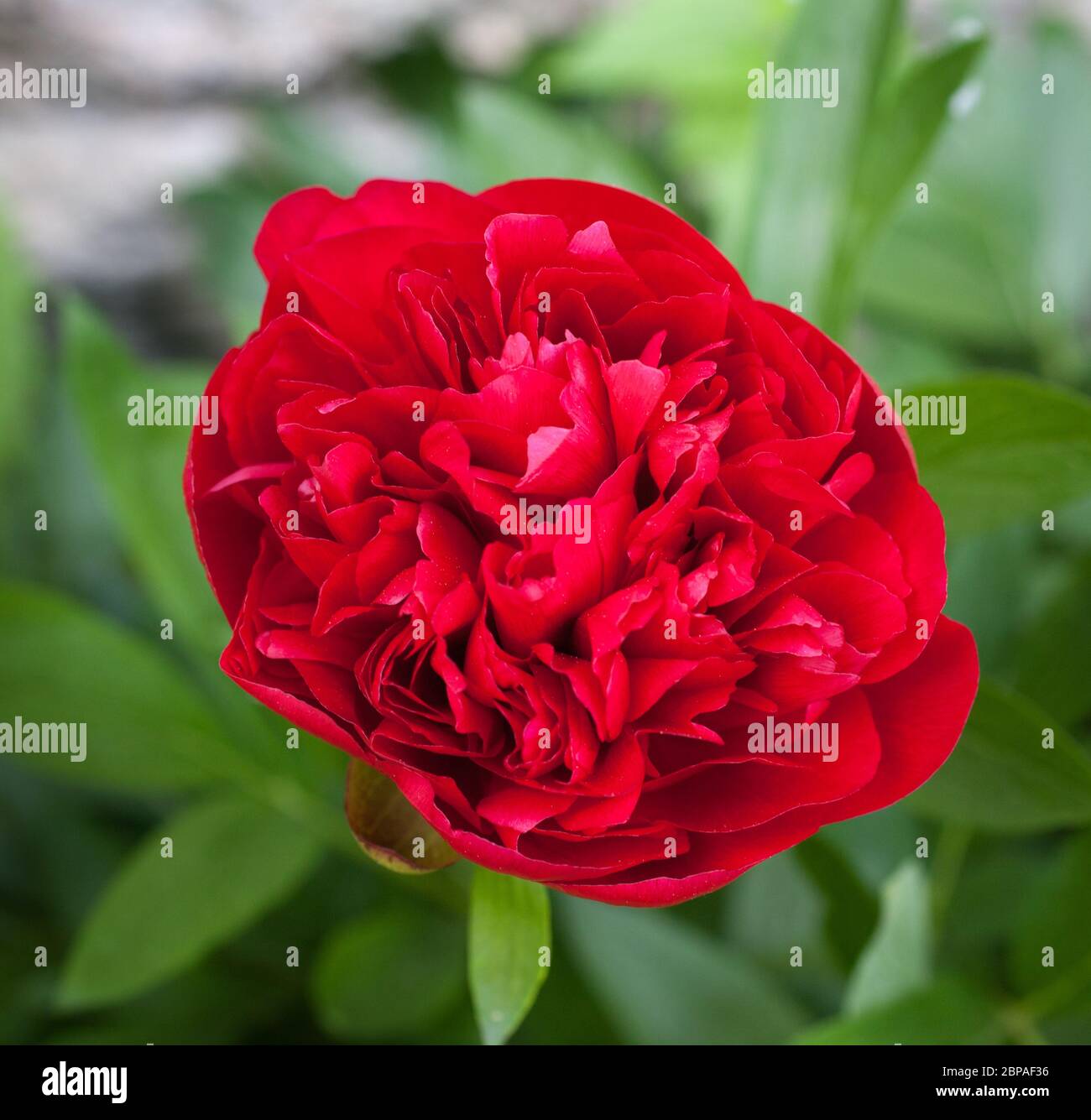 A red Common Peony flower Stock Photo - Alamy