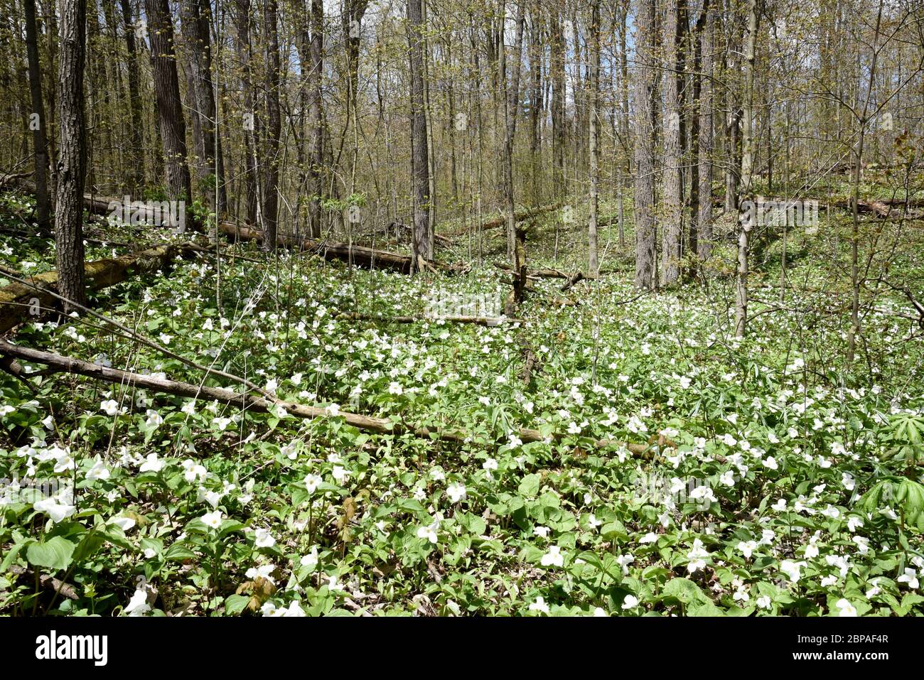 White trilliums in spring hi-res stock photography and images - Alamy