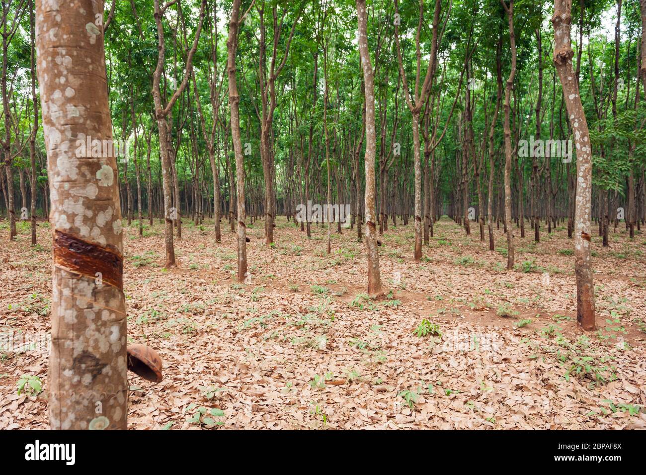 Incisions in the bark of a rubber tree, Hevea brasiliensis at a Rubber ...