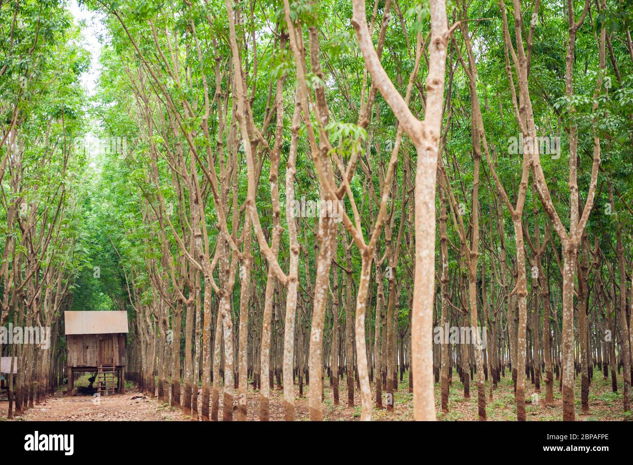 Hut in the middle of a Rubber tree plantation in Kampong Cham Province ...