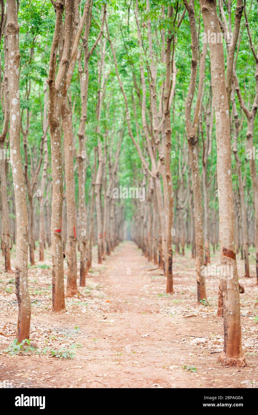 Rubber tree plantation in Kampong Cham Province, Cambodia, Southeast ...