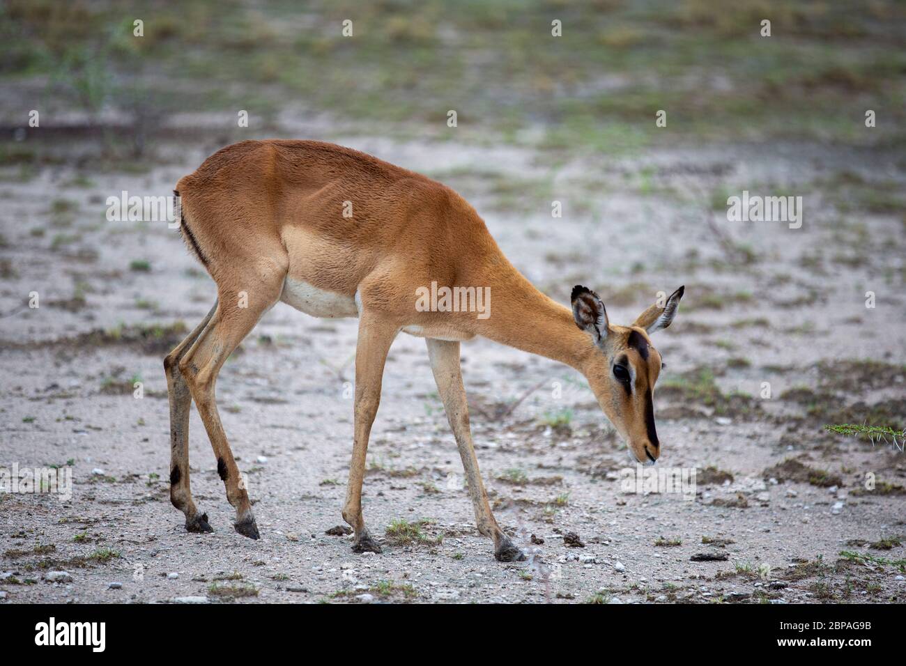 An impala grazes near Halali in Etosha National Park located in Namibia ...