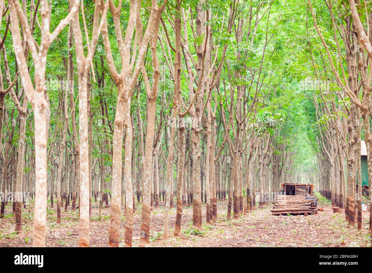 Hut and logs in a Rubber tree plantation in Kampong Cham Province ...