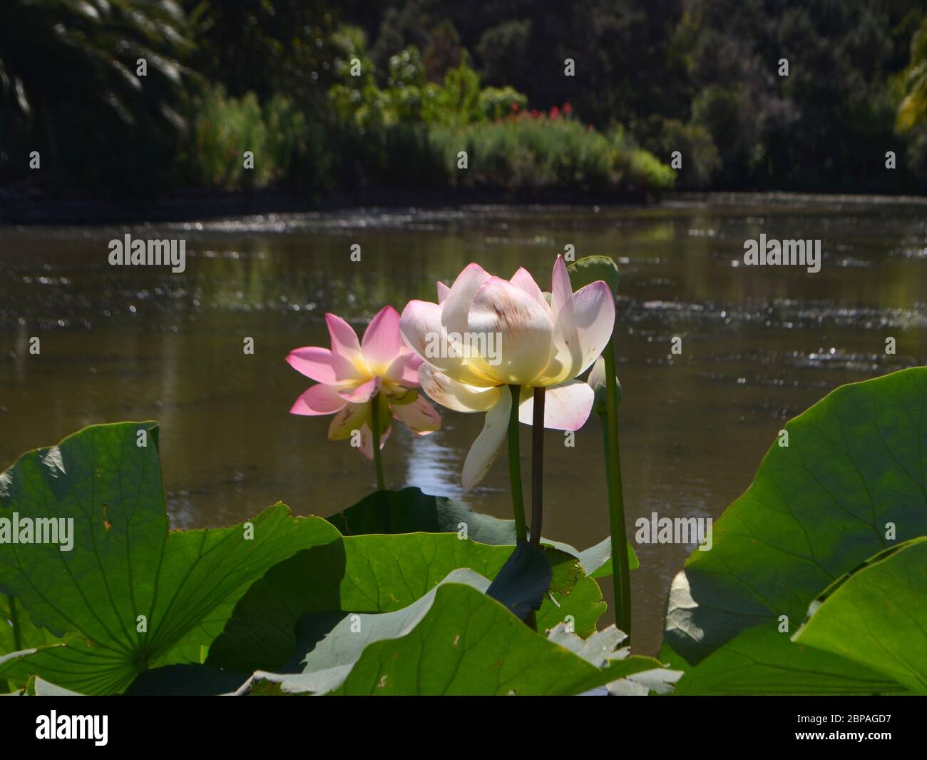 Royal botanic garden melbourne victoria hi-res stock photography and ...