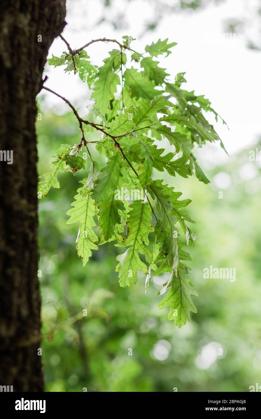Deep lush green leaves hi-res stock photography and images - Alamy