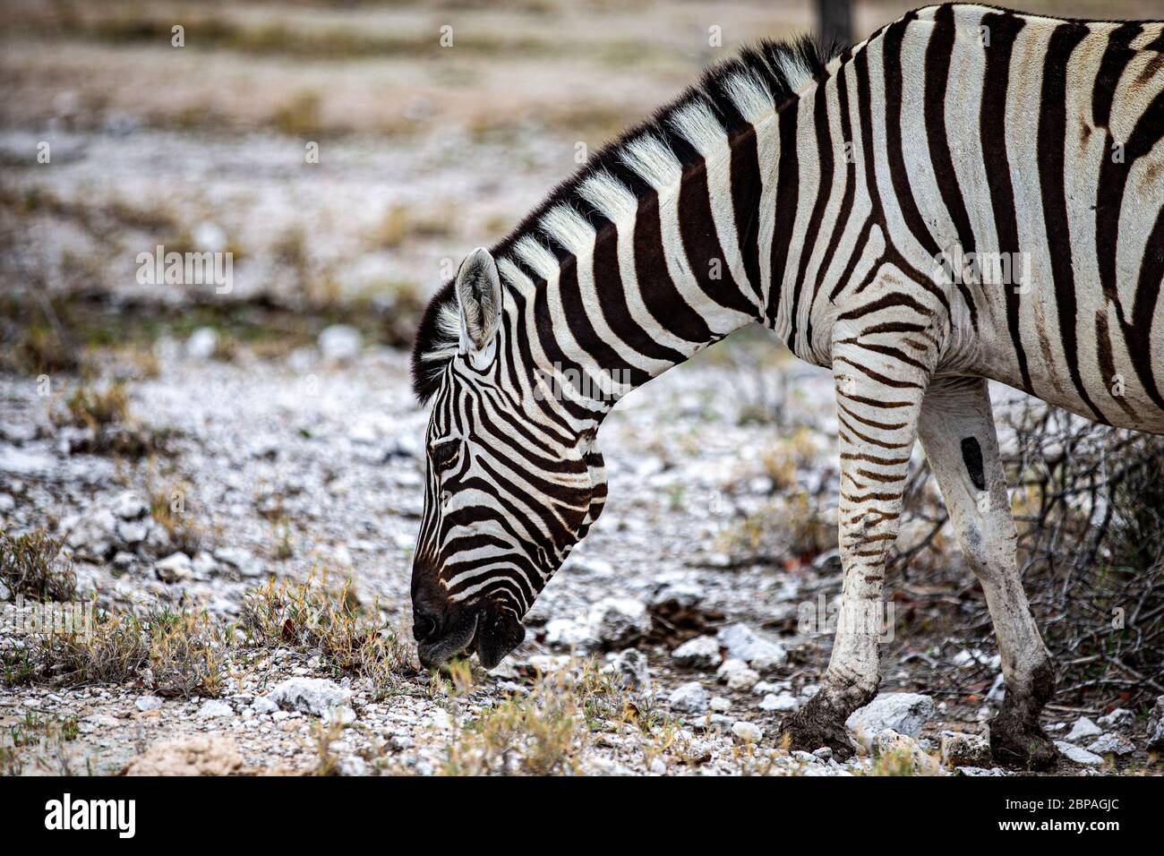 A zebra drinks from a puddle in the road near Halali in Etosha National ...