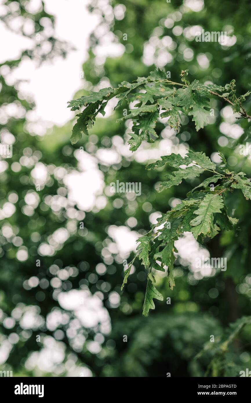 Lush green leaves in deep forest in springtime Stock Photo - Alamy