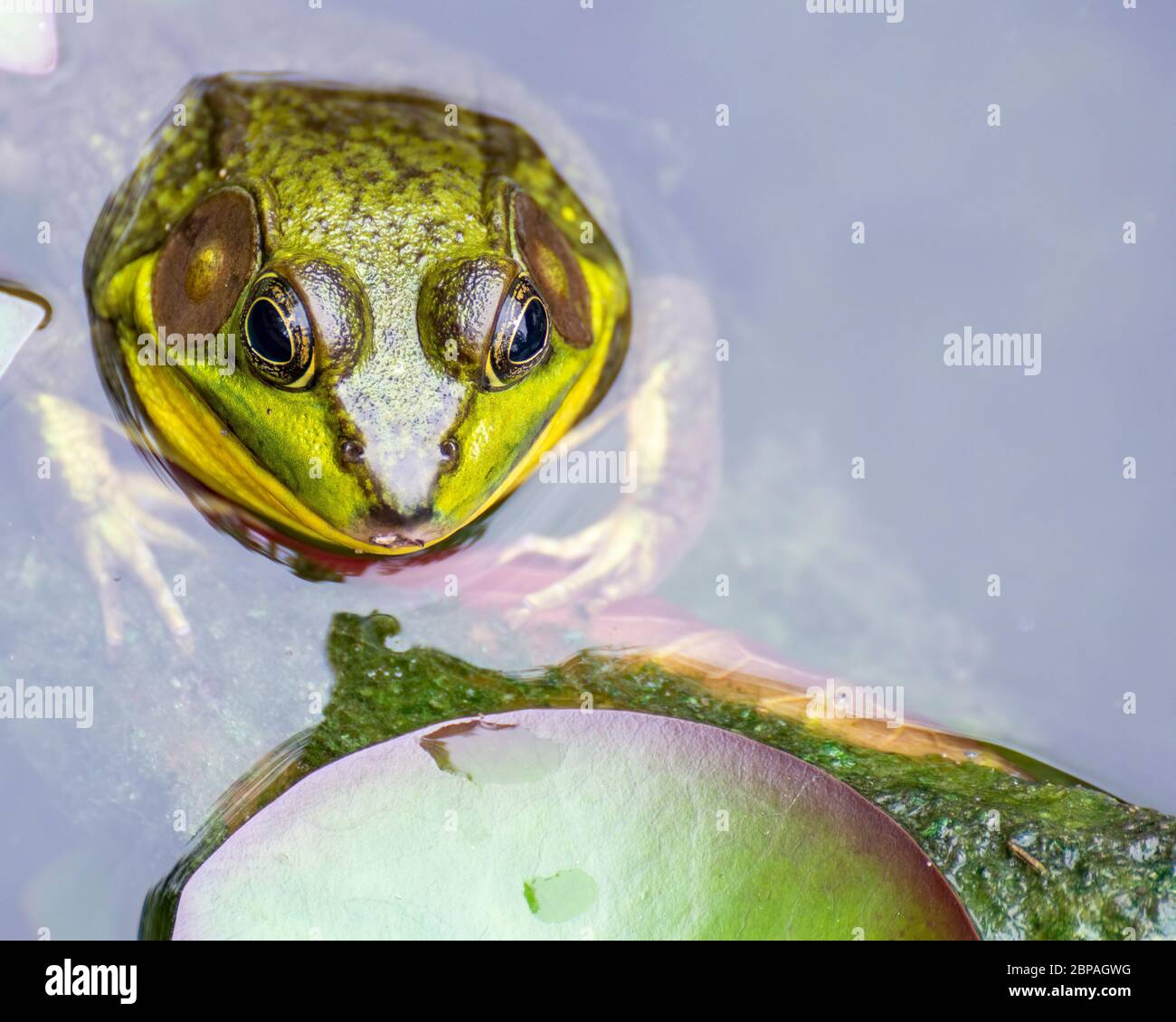 A Bull Frog In sitting in a swamp next to lily pads Stock Photo - Alamy
