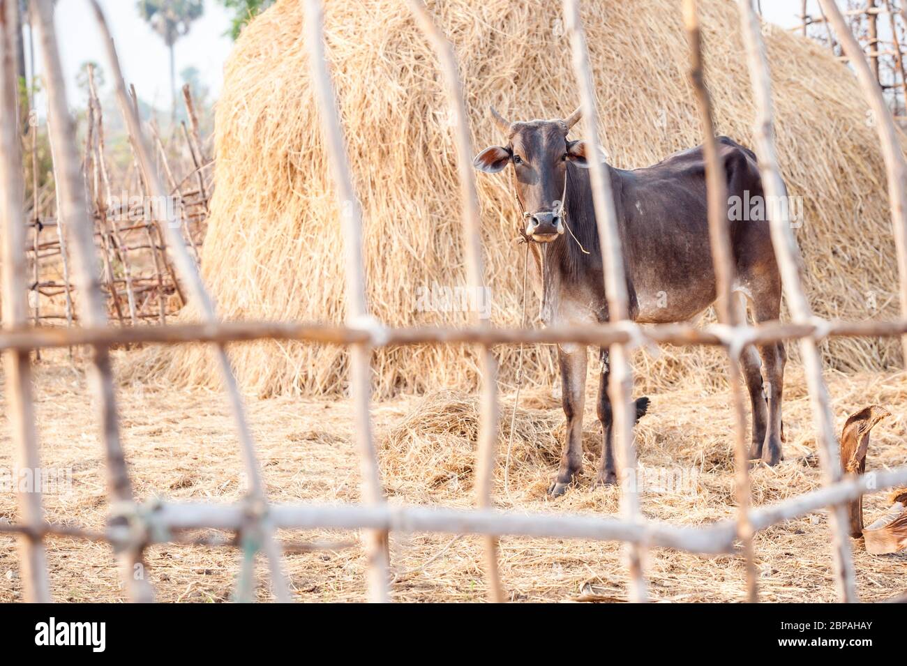 A Cambodian cow in an enclosure. Battambang Province, Cambodia ...