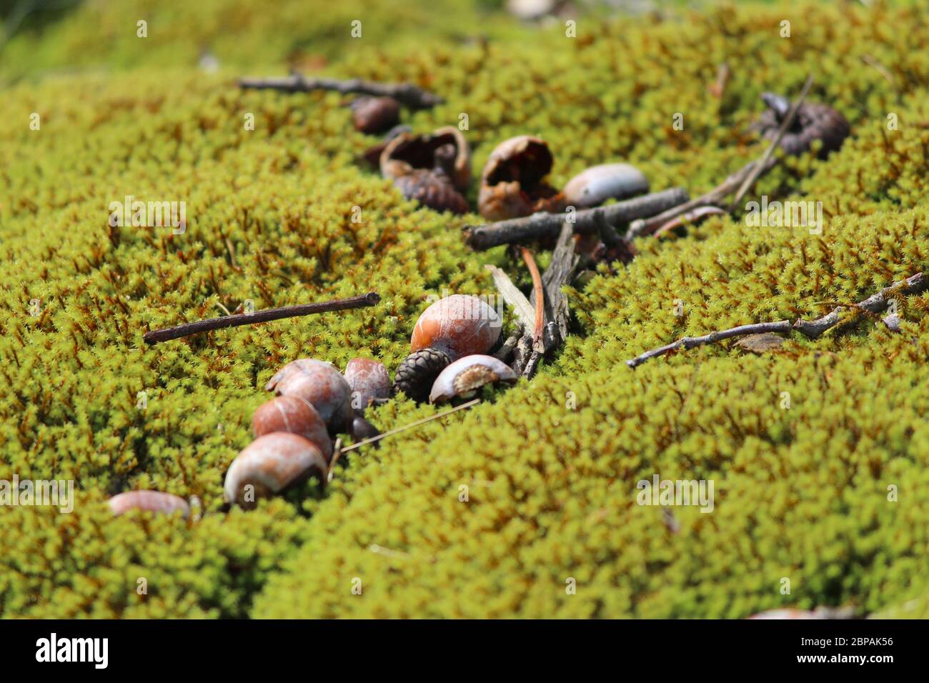 Acorn shells on moss Stock Photo - Alamy