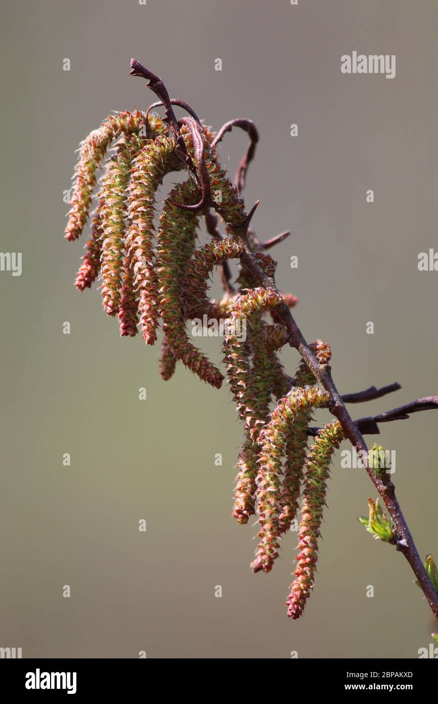 Branch with many catkins Stock Photo - Alamy
