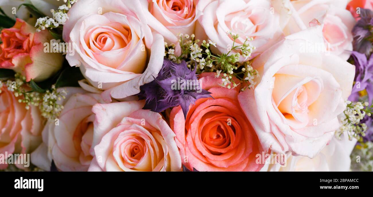 Romantic background, delicate cream pink roses flowers close-up Stock ...