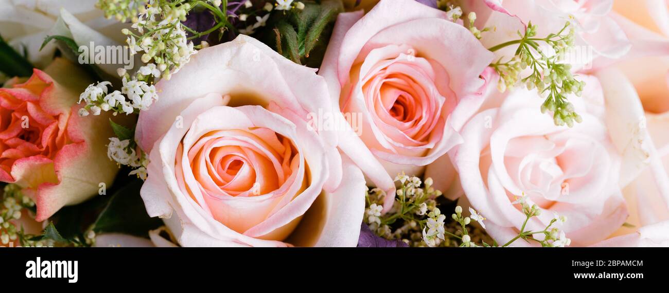 Romantic background, delicate cream pink roses flowers close-up Stock ...