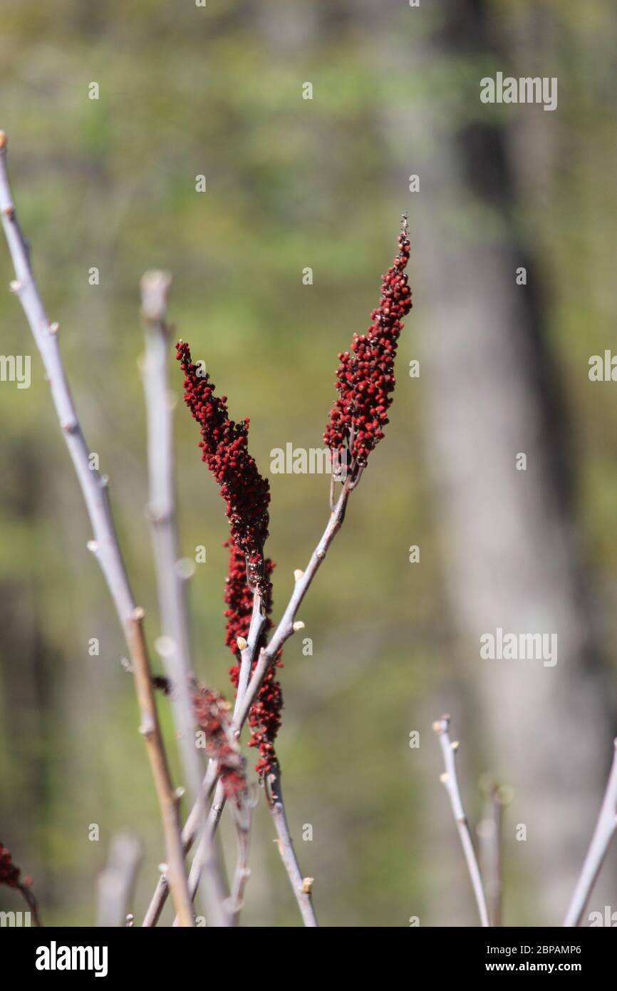 Sumac panicles in early spring Stock Photo - Alamy