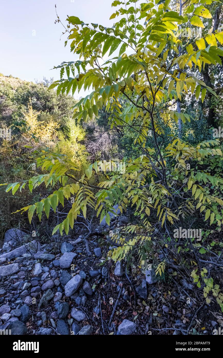 Little Walnut, Juglans microcarpa, growing in streambed in Oak Grove ...