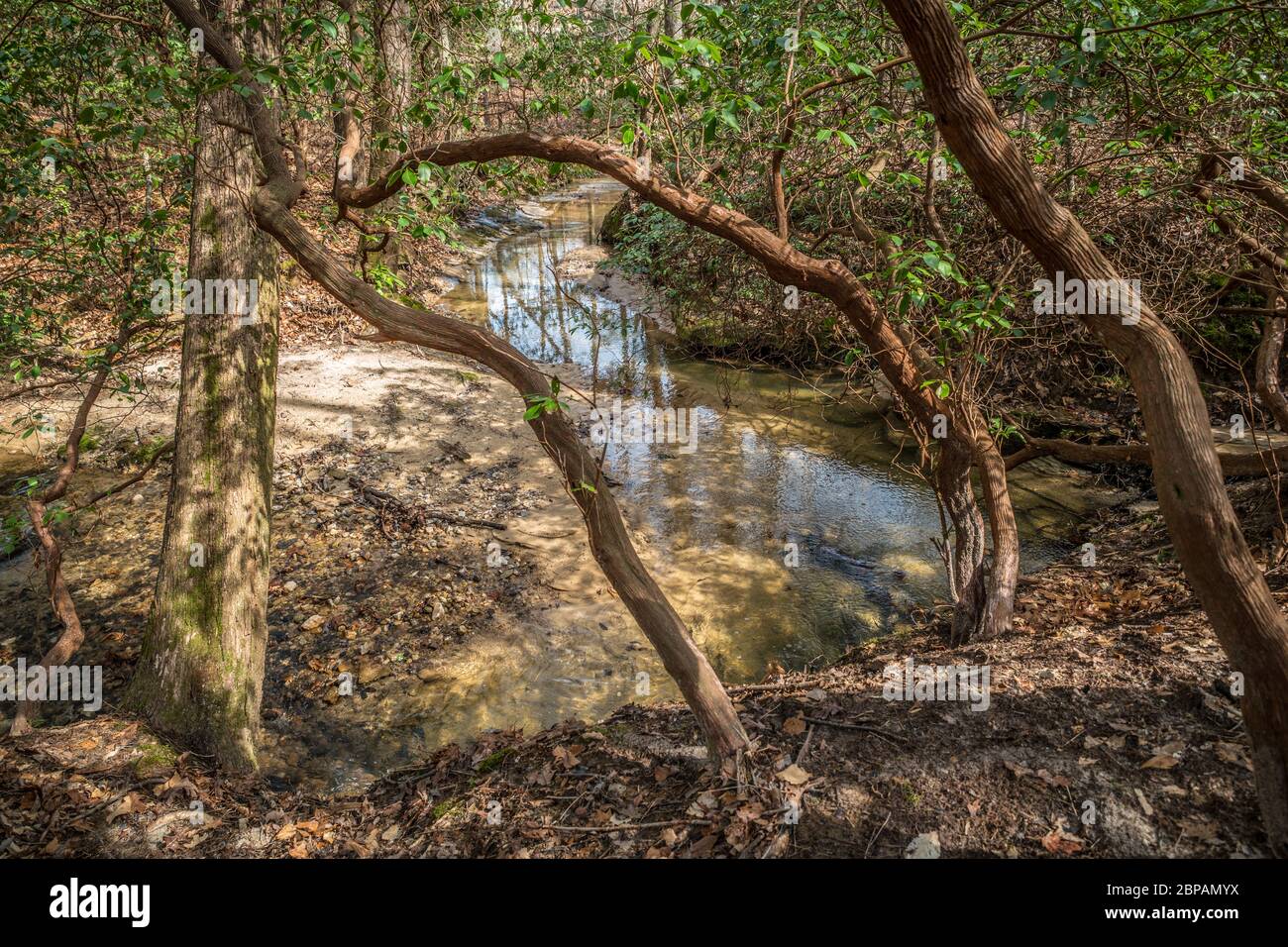 A creek flowing through the twisted and bent cedar trees that are along ...