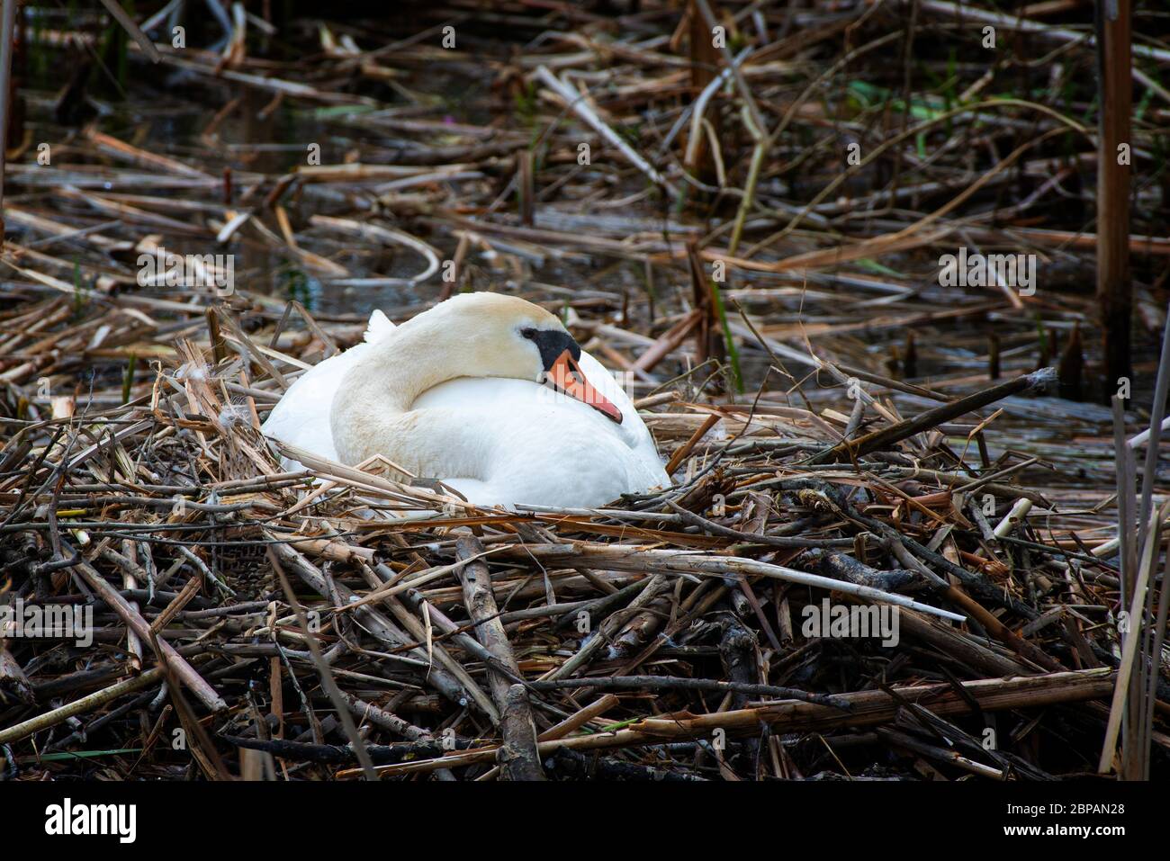A Mute Swan (Cygnus Olor) sleeping on its nest near the river in the spring Stock Photo - Alamy