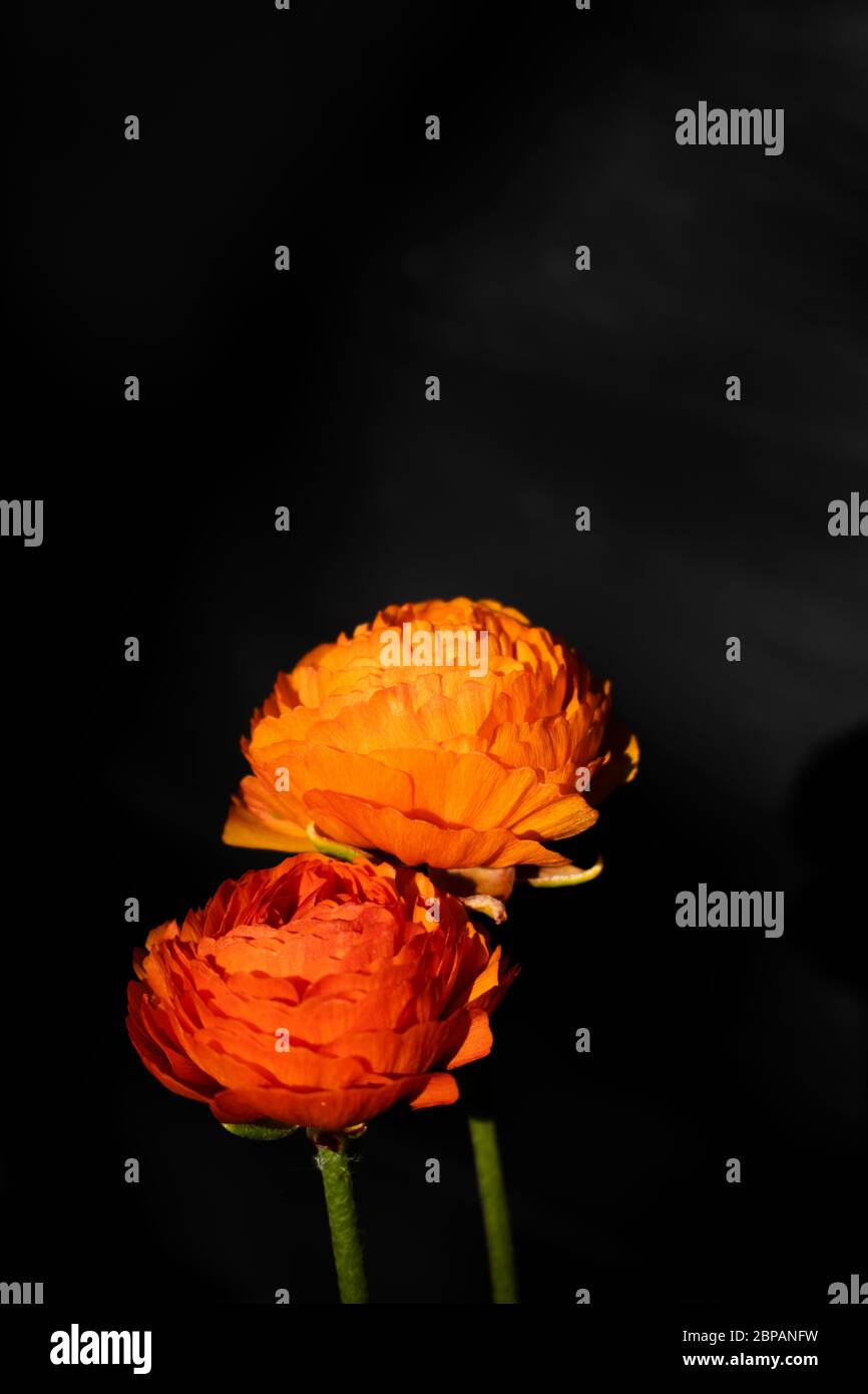 Two ranunculus flowers heads on a black background Stock Photo - Alamy