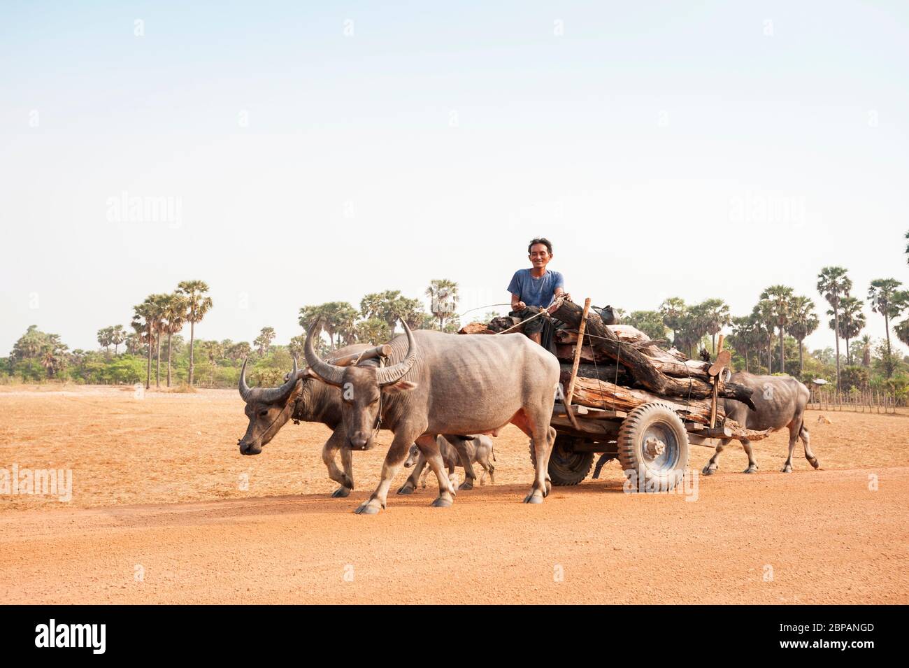 Water buffalo, Bubalus bubalis pulling a cart, Kampong Thom Province ...