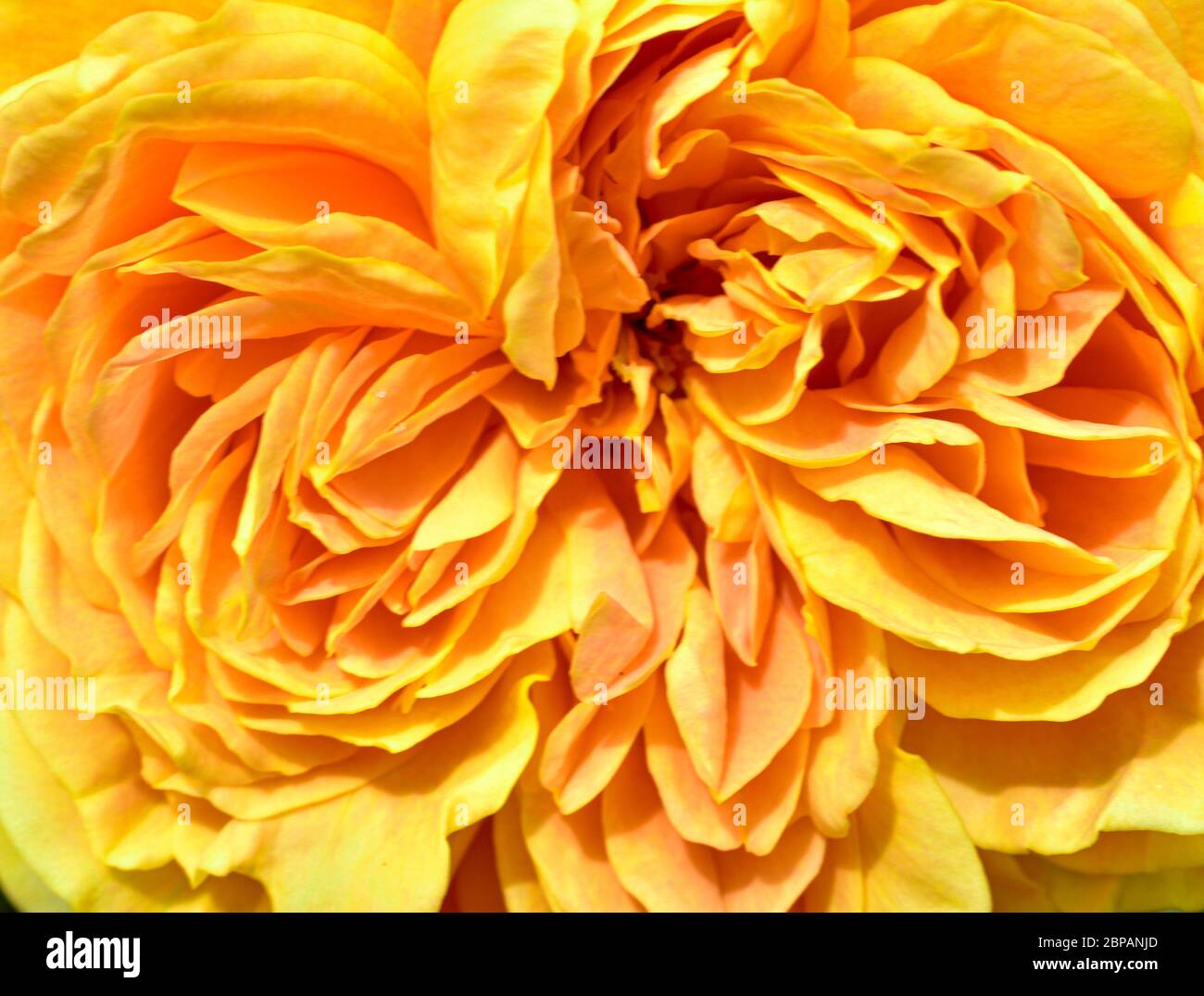 yellow background made of the blooming flower of a yellow garden rose ...