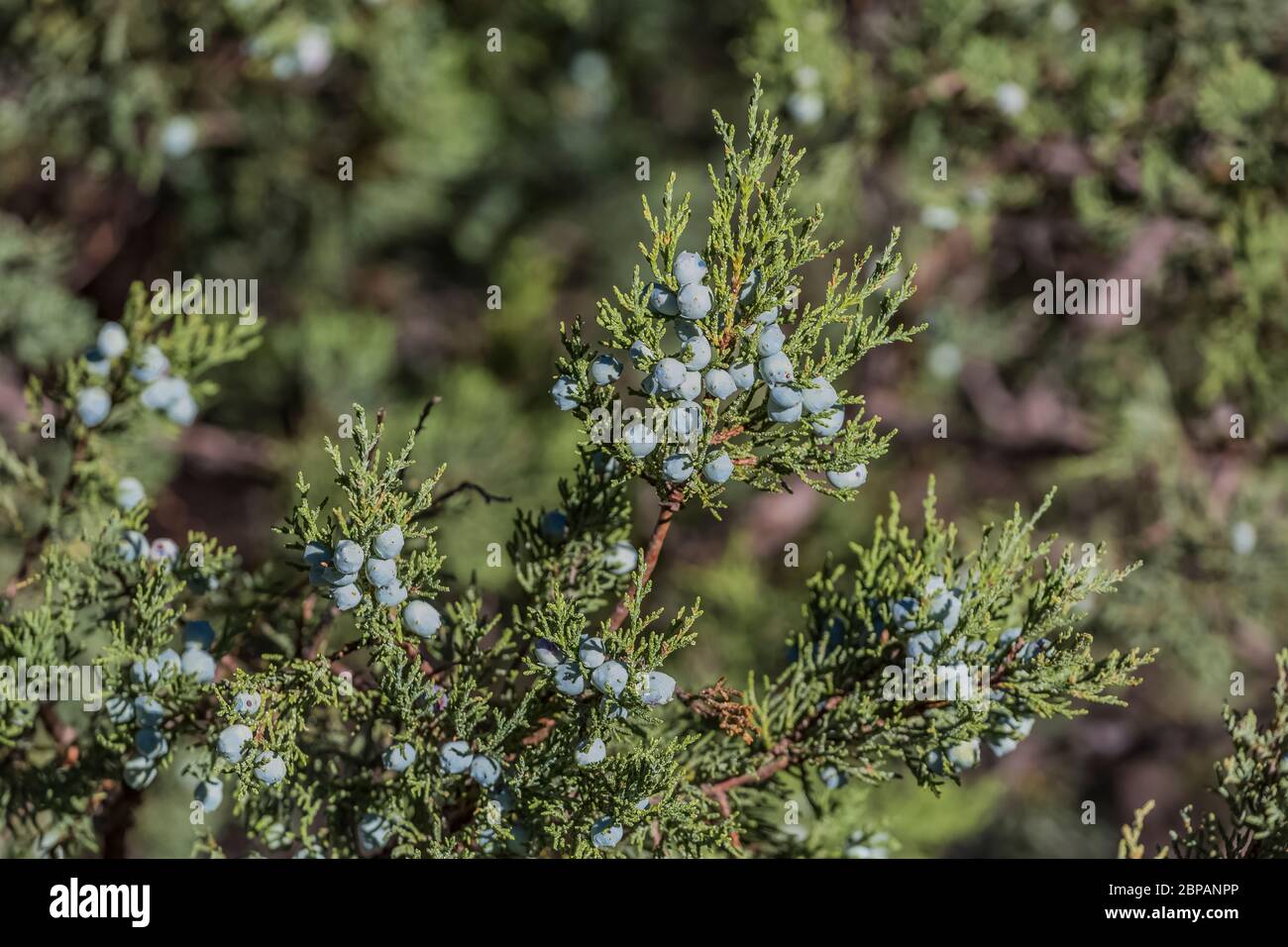 Alligator Juniper, Juniperus deppeana, with its berry-like cones ...